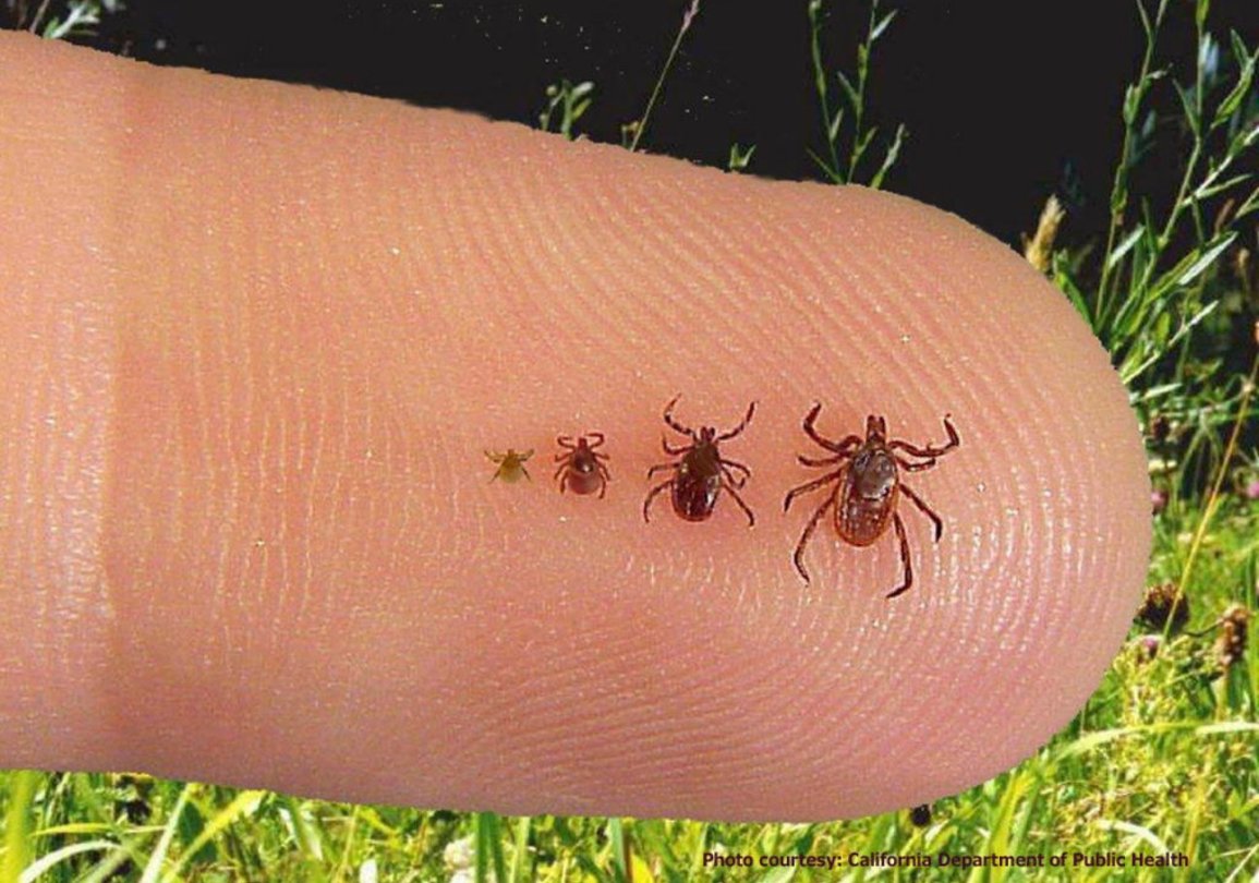 Dog Owner Tips to Prevent Ticks – Poochy Pawz