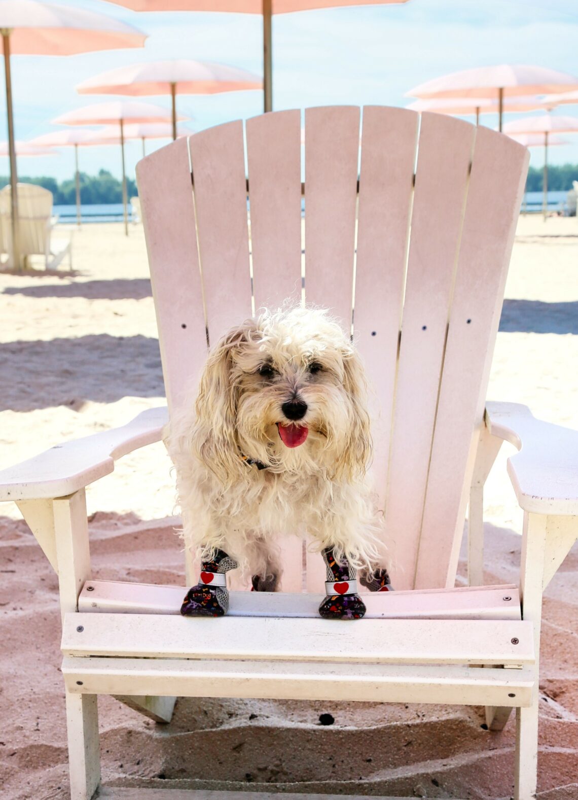 Burned Paw Pads are Among the Top Injuries Veterinarians see Every ...