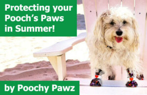 The Evolution of Paws – Poochy Pawz
