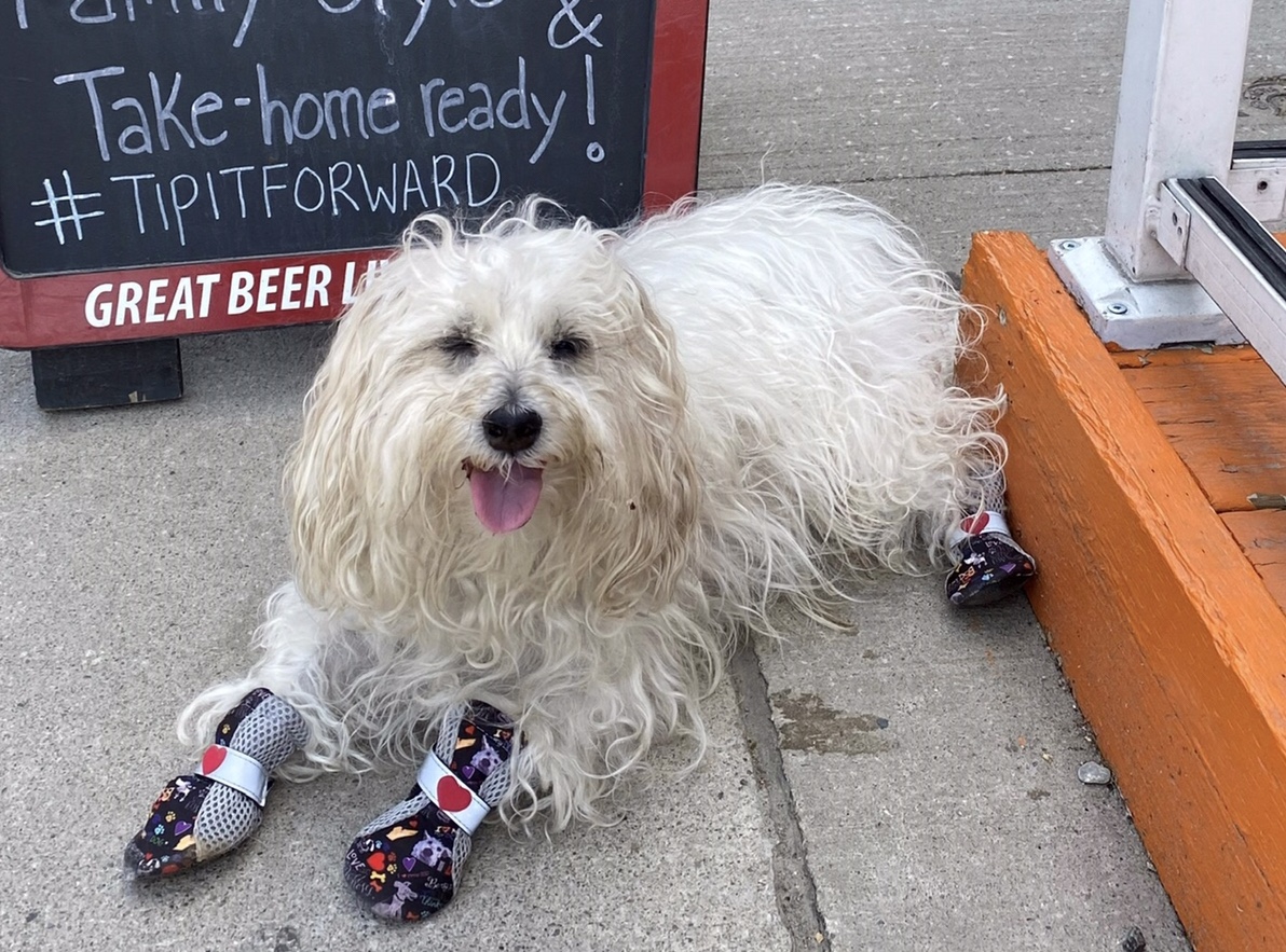 What’s on Your Dog’s Paws? – Poochy Pawz