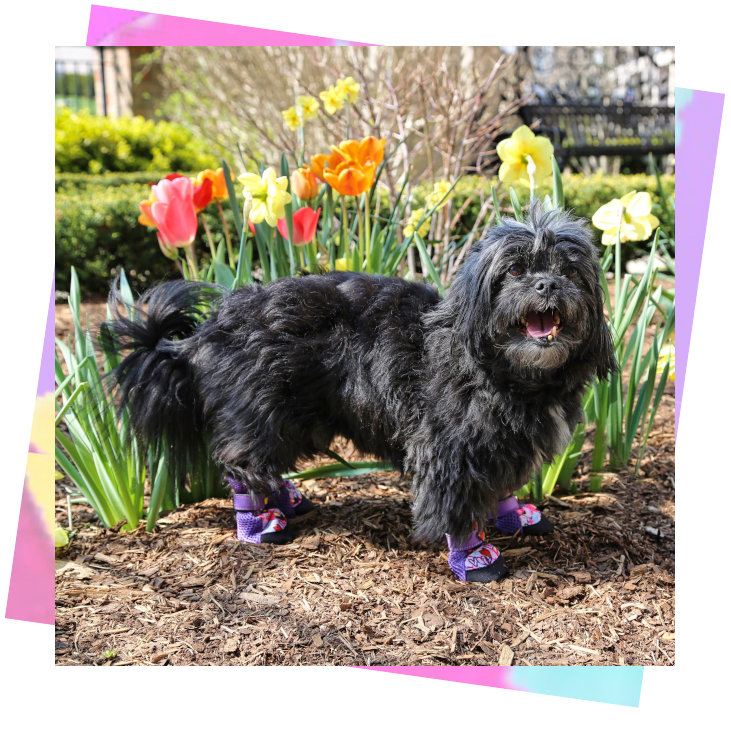 Poochy Pawz – Hot Street Cool Feet