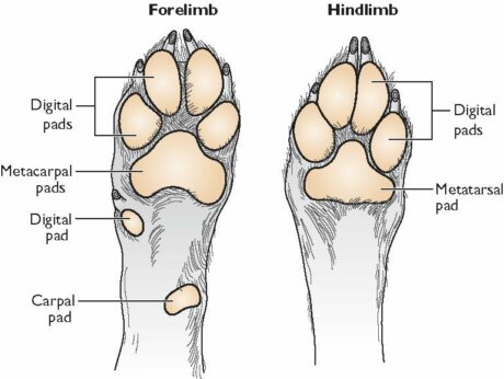 Everything you ever wanted to know about your Dog’s Paws – Poochy Pawz
