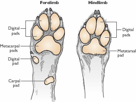 Everything you ever wanted to know about your Dog’s Paws – Poochy Pawz