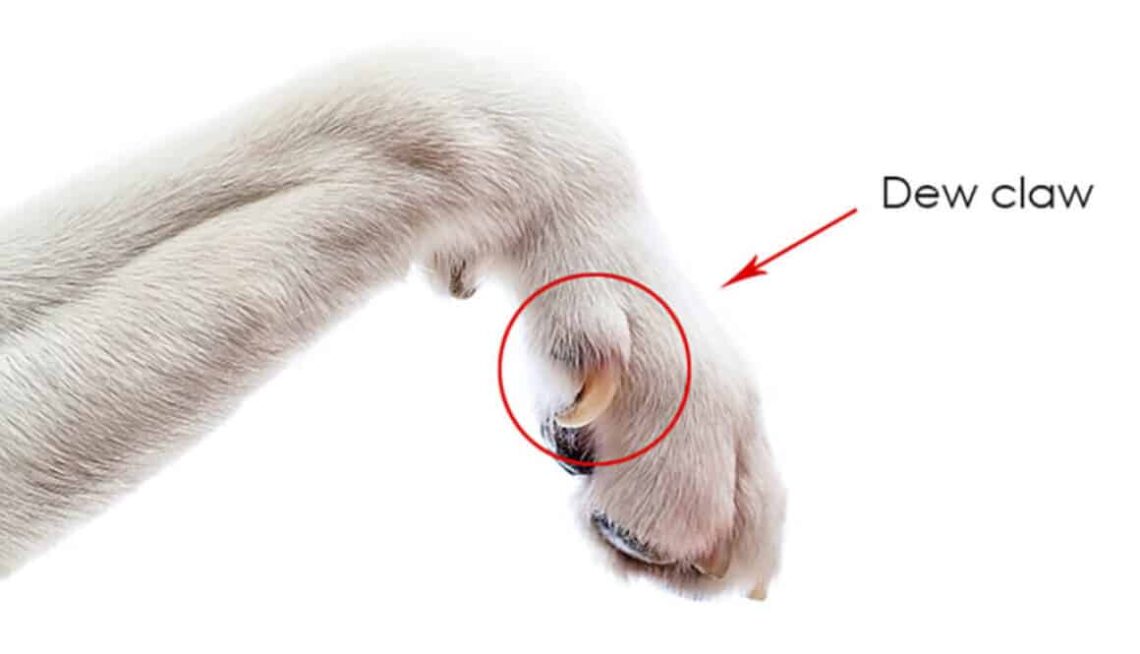 Everything you ever wanted to know about your Dog’s Paws – Poochy Pawz