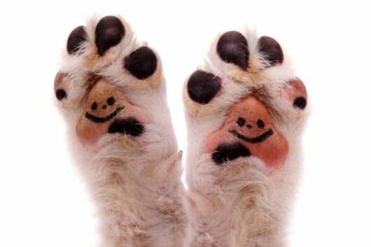 Everything you ever wanted to know about your Dog’s Paws – Poochy Pawz